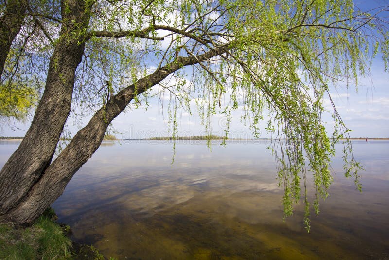 Willow Tree by the Water. Weeping Willow on Bank of River in Spring ...
