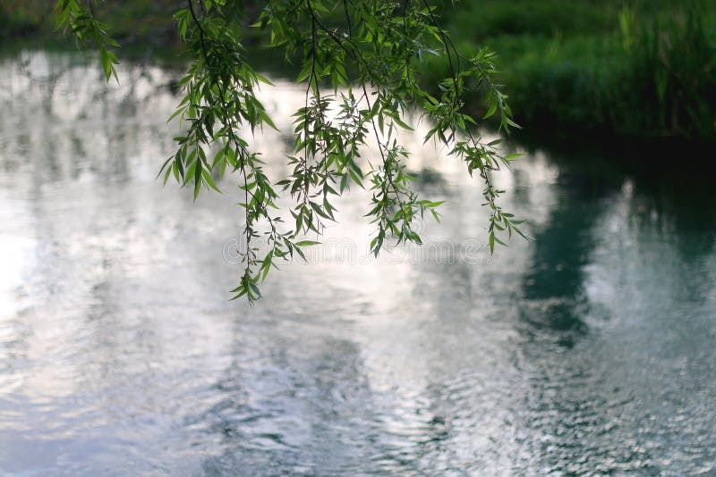 Willow Tree stock photo. Image of beautiful, foliage - 217653746