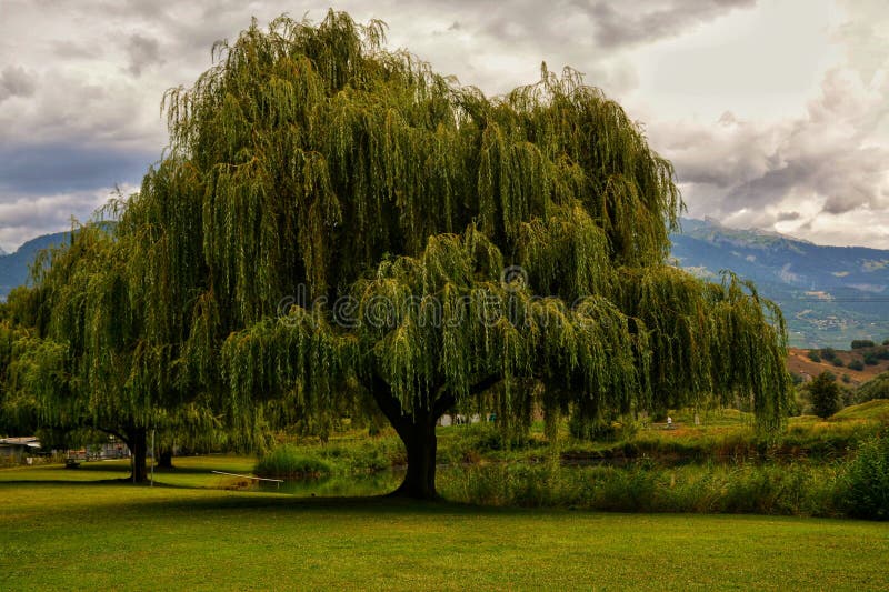 Willow tree stock photo. Image of switzerland, large - 305566042