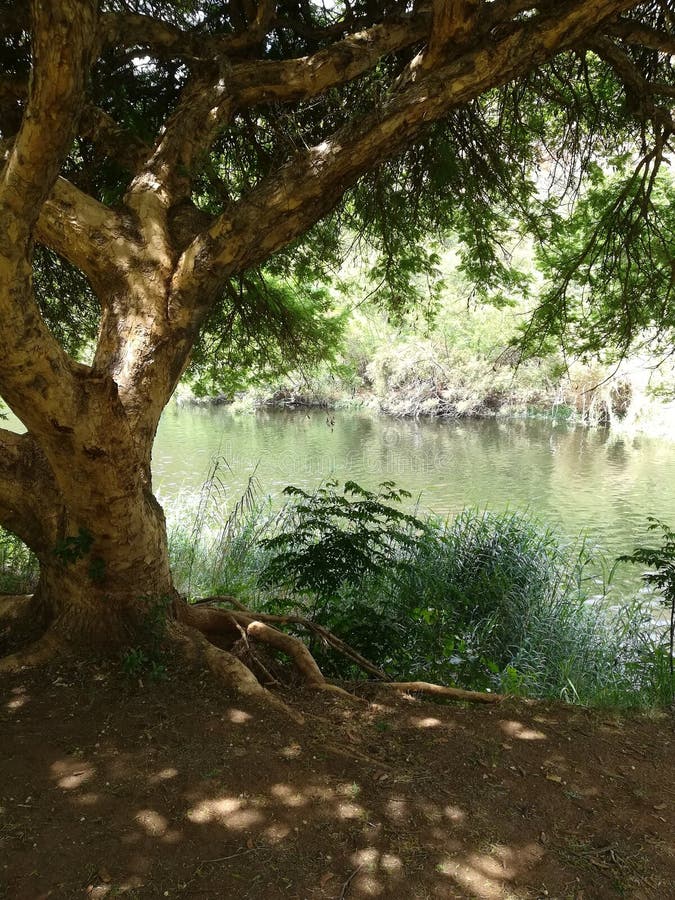 Willow tree stock image. Image of stream, tree, flower - 183554703