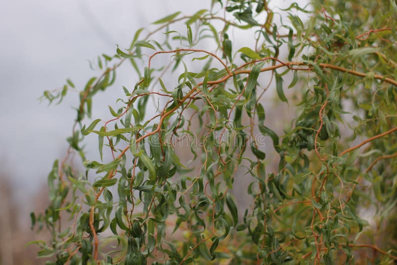 Willow Tree with Winding Branches Stock Image - Image of branches ...