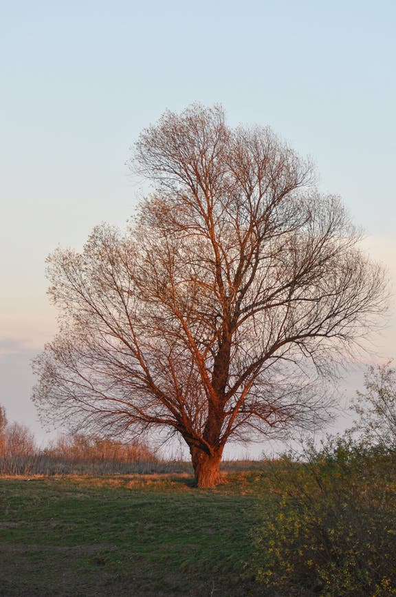 Willow tree on winter stock image. Image of mist, landscape - 104556975