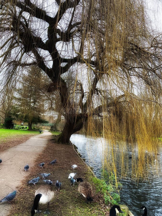 Willow tree in winter stock image. Image of tree, silhouette - 304201811