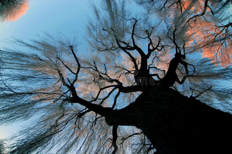 Willow. stock image. Image of black, monster, abstract - 54351883