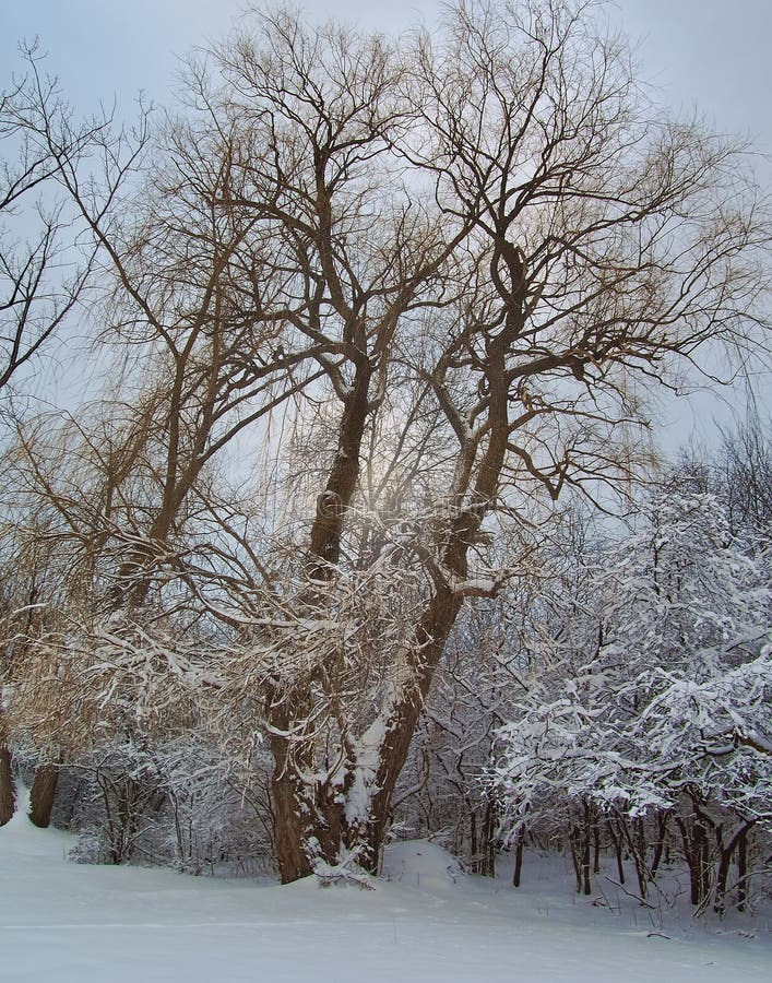 Snow Covered Willow Tree Stock Images - Download 490 Royalty Free Photos