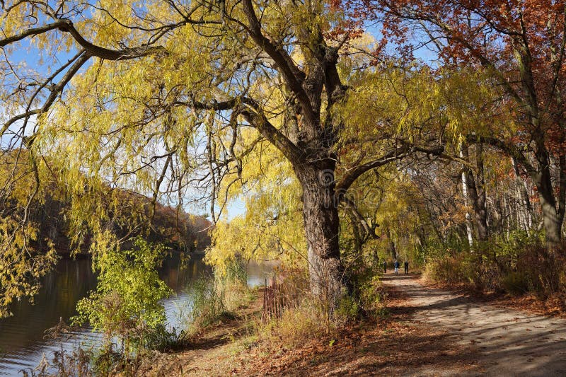 Willow Trees in Fall beside a River Stock Photo - Image of beautiful ...