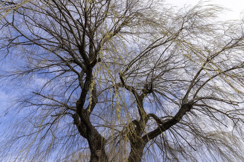Willow Trees without Foliage in the Spring Season Stock Photo - Image ...