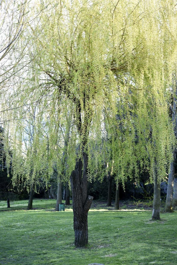 Willow Trees and Grass at Park Stock Image - Image of color, flower ...