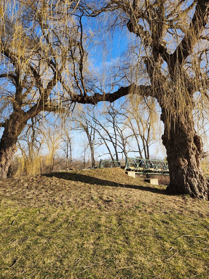 Willow Trees and Green Bridge Stock Photo - Image of autumn, nature ...