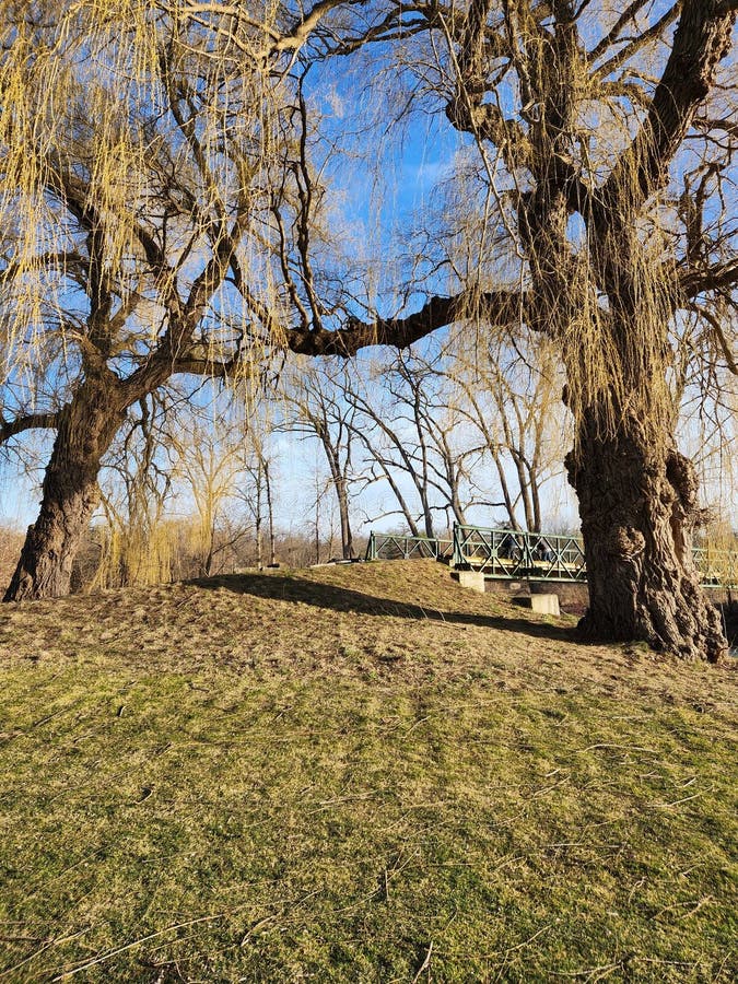 Willow Trees and Green Bridge Stock Image - Image of tree, nature ...