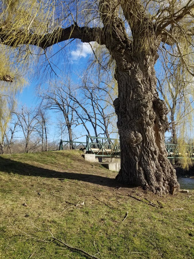 Willow Tree Bridge River stock image. Image of nature - 276613133