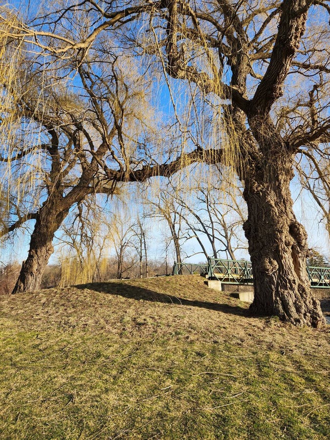 Willow Trees and Green Bridge Stock Photo - Image of leaf, woodland ...
