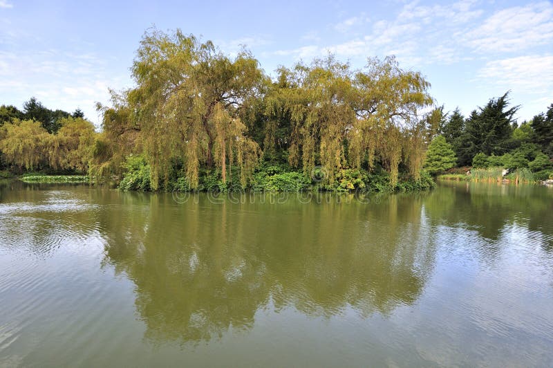 Willow Trees on an Island of a Lake Stock Photo - Image of island, lake ...
