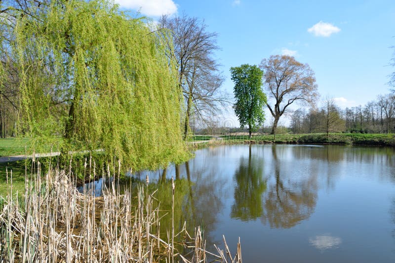 Willow Trees on an Island of a Lake Stock Image - Image of lake, cloudy ...
