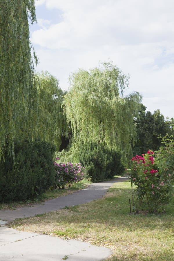 Willow trees stock photo. Image of sunlight, field, park - 55558328