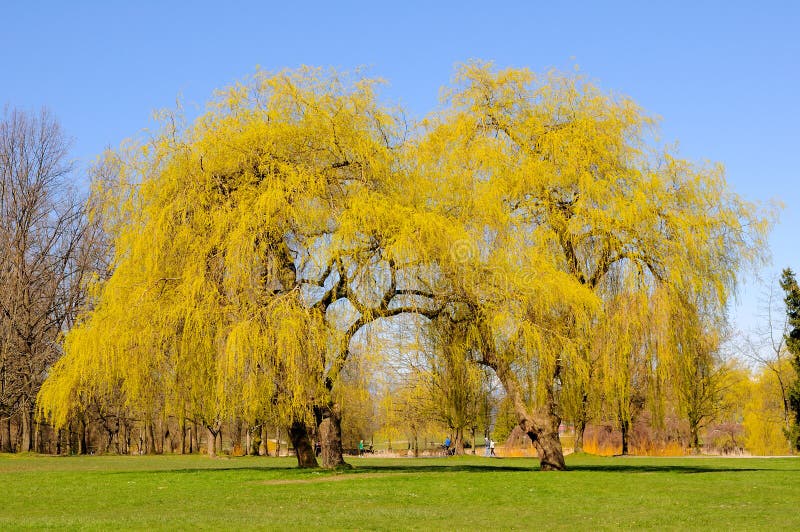 Willow Trees with New Leaves in a Park Stock Photo - Image of ...