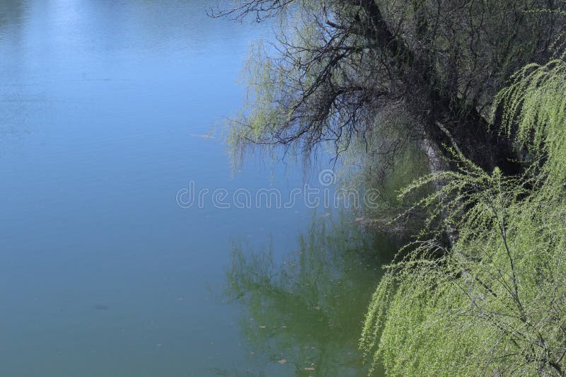Willow Trees Next To a Lake Stock Photo - Image of green, metal: 272768292