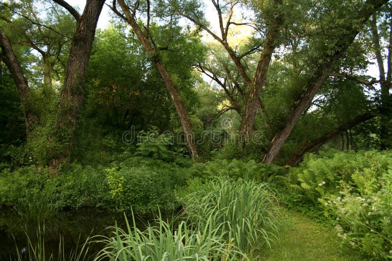 Willow Trees Overlooking a Pond Stock Image - Image of quiet, trees ...