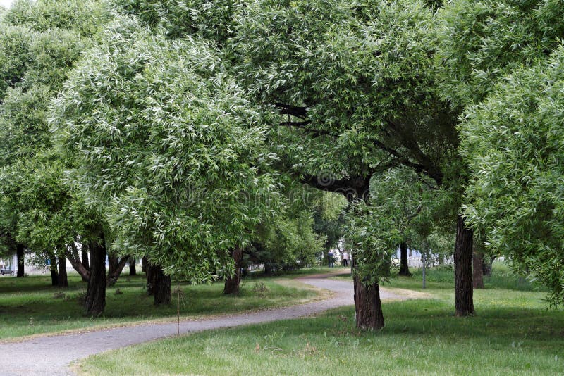 Willow Trees in a Park on a Windy Day Stock Photo - Image of grass ...