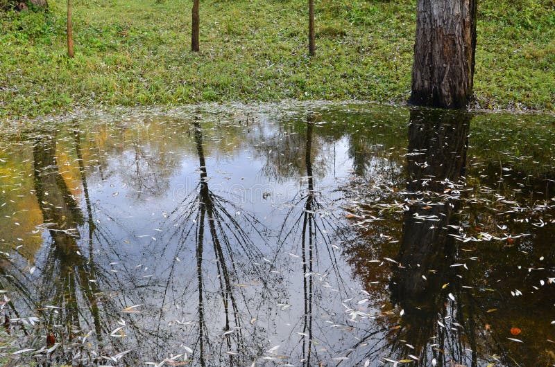 Willow Trees Reflected in Water Stock Image - Image of trunks ...