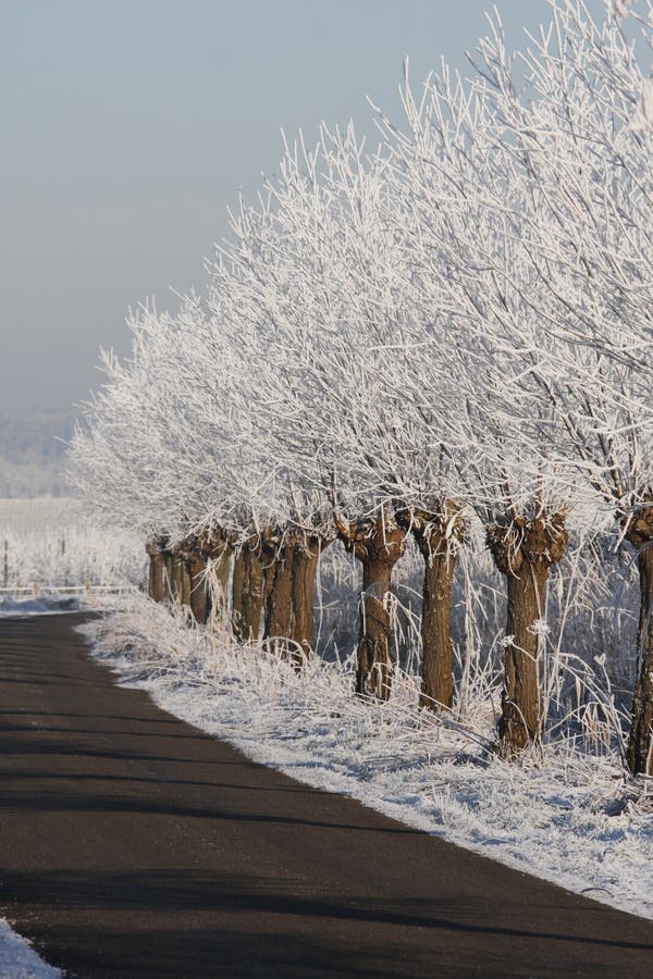 Willow Trees With Snow And Frost Stock Photo - Image of frost, road ...