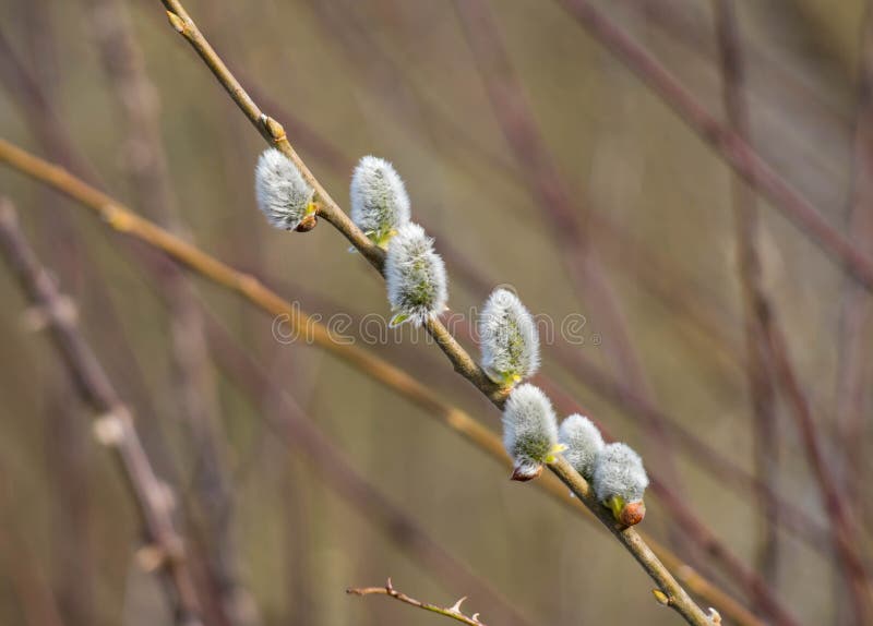 The Willow Trees are Starting To Bloom Again. Stock Photo - Image of ...