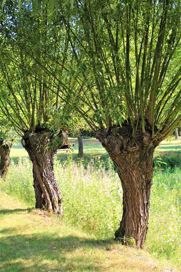 Poland, Ostrow Lednicki - a Row with Green Willow Trees in the Summer ...