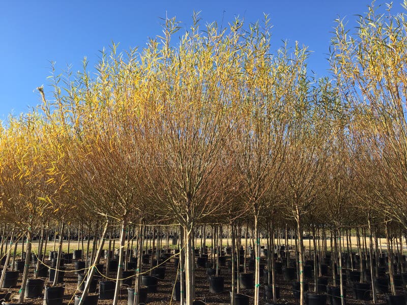 Rows of Willow Trees at Tree Farm Stock Photo - Image of rows, tops ...