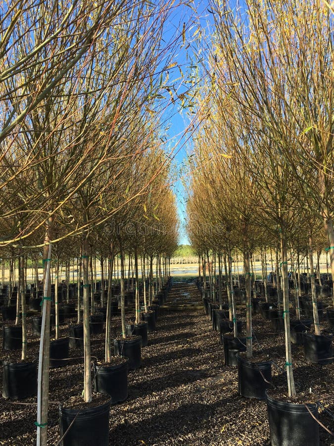 Willow Trees at Tree Farm stock photo. Image of leaves - 127691756