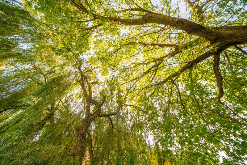 Willow trees, wide angle stock photo. Image of leaf - 128457832