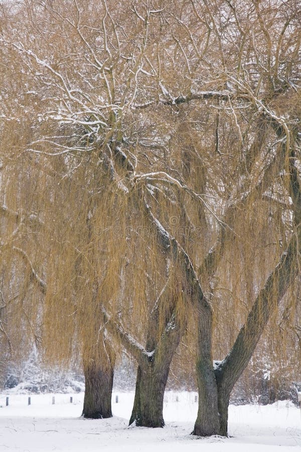 Willow trees at the lake stock image. Image of quiet - 26519247
