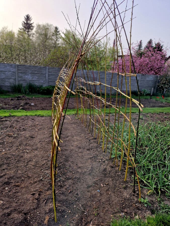 A Willow Tunnel Made of Wicker is a Support for Creeping Plants. Stock ...