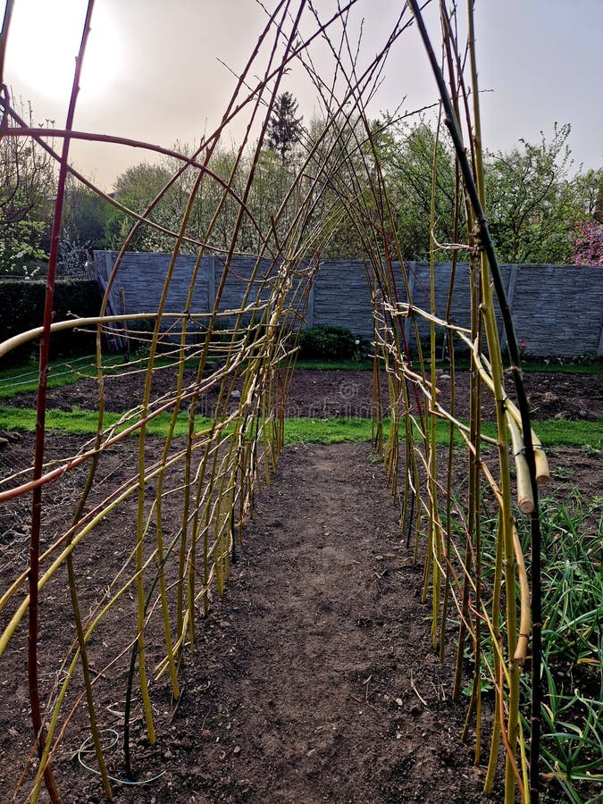A Willow Tunnel Made of Wicker is a Support for Creeping Plants. Stock ...