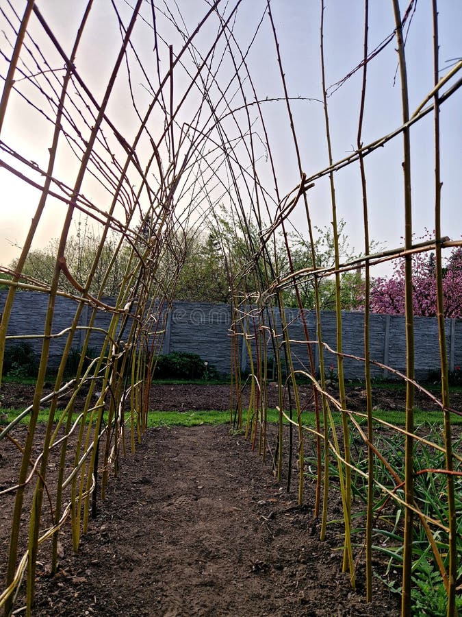 A Willow Tunnel Made of Wicker is a Support for Creeping Plants. Stock ...