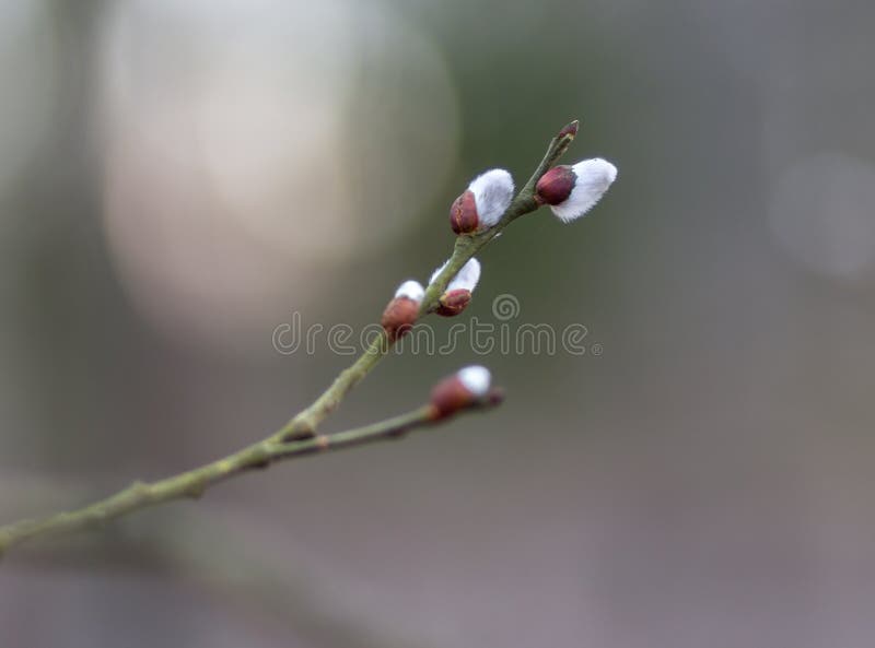 Willow twig with buds stock photo. Image of white, decoration - 39128304