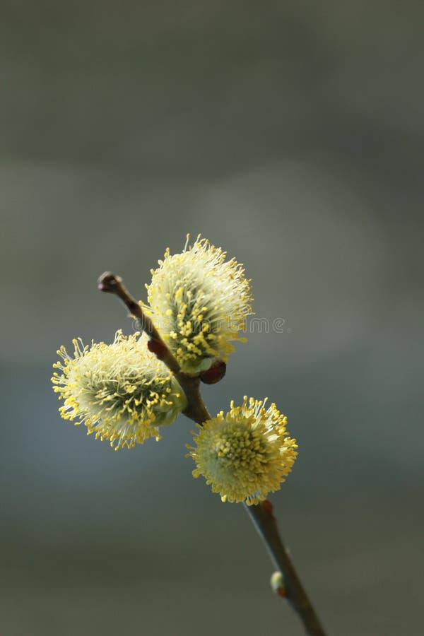 Willow Twig in the Forest with Loose Buds, Easter Sunday Stock Photo ...