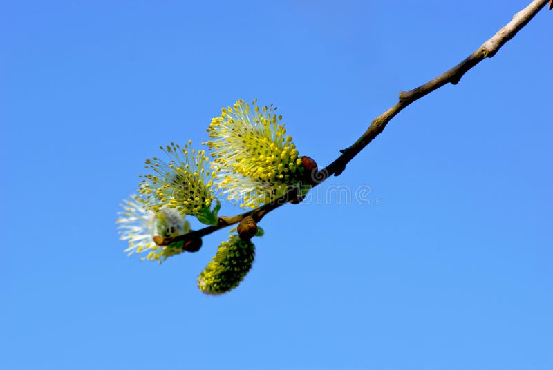 Willow twig stock image. Image of branch, willow, tree - 53793483