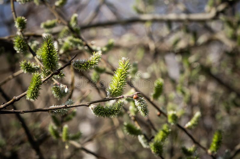 Willow Twig in Spring, Nature Wakes Up Stock Photo - Image of branch ...