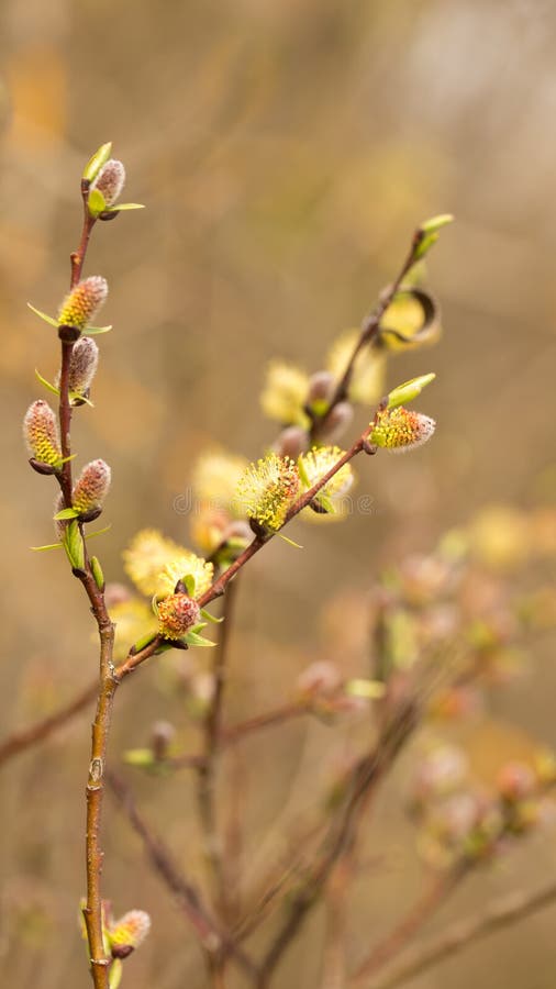 Willow twigs in spring stock photo. Image of natural - 179049486