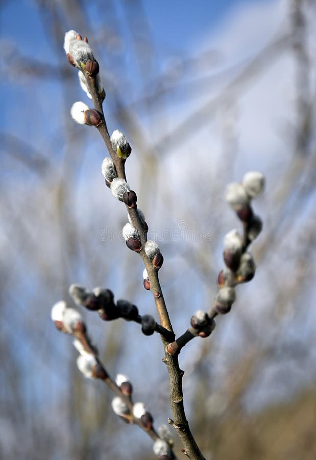 Willow twigs symbol spring stock photo. Image of winter - 69680380