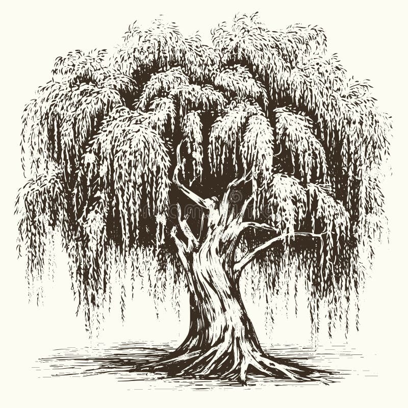 Willow Tree Pencil Drawing