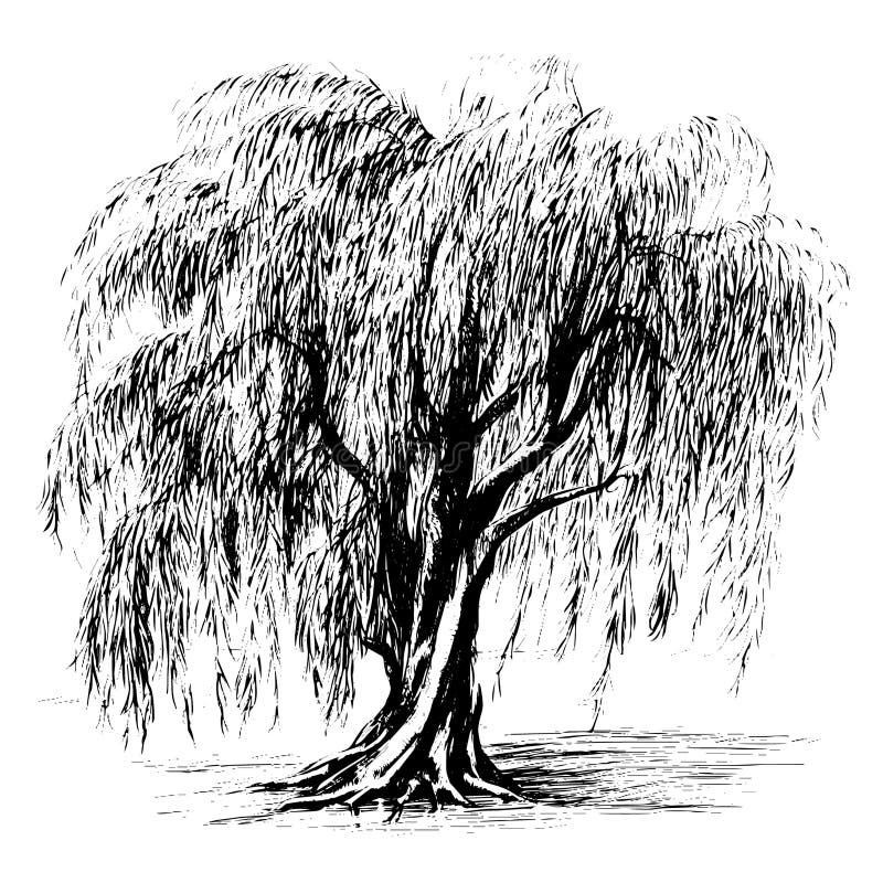 Salix Sketch Stock Illustrations – 30 Salix Sketch Stock Illustrations ...
