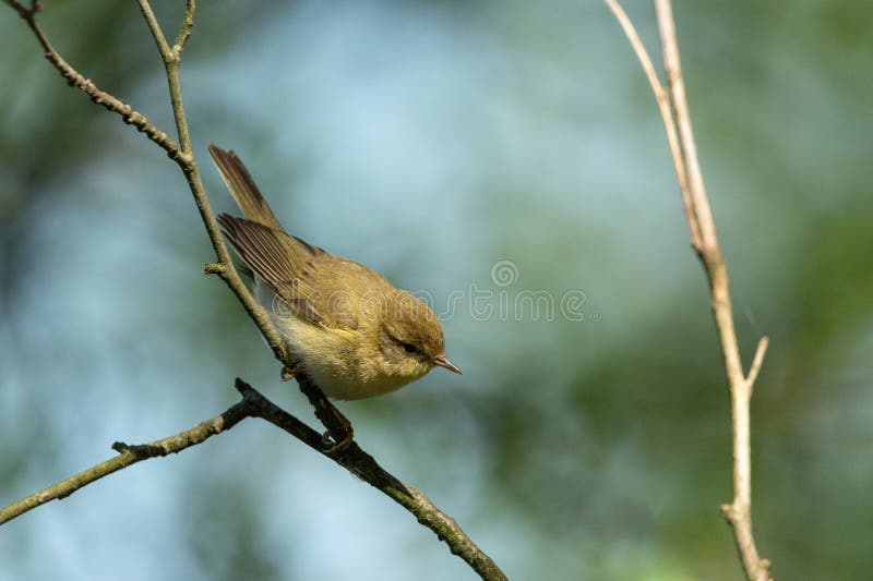 Willow Warbler Bird Sitting on a Branch Stock Photo - Image of ...