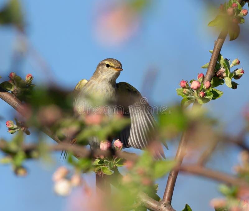 Willow Warbler, Phylloscopus Trochilus. a Bird Sits on the Branch of a ...