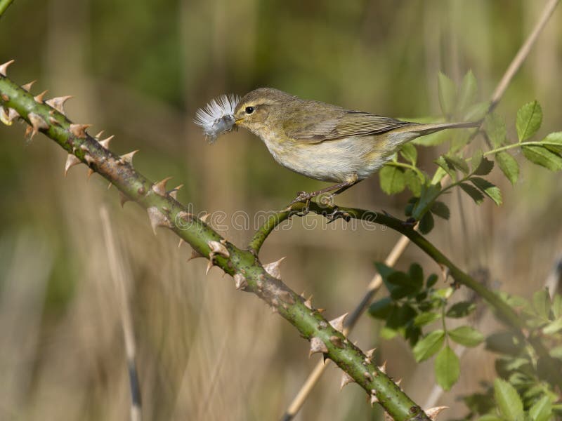 Willow Warbler, Phylloscopus Trochilus Stock Image - Image of wildlife ...