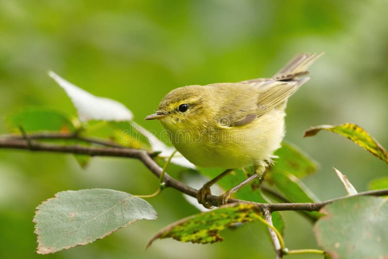 Willow Warbler (Phylloscopus Trochilus) Sitting on a Branch. Stock ...