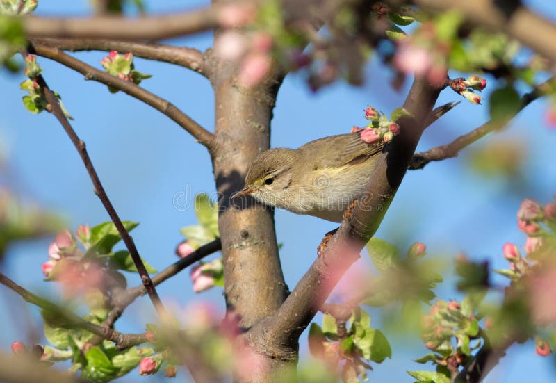 Willow Warbler, Phylloscopus Trochilus. Spring, a Bird Sits on the ...