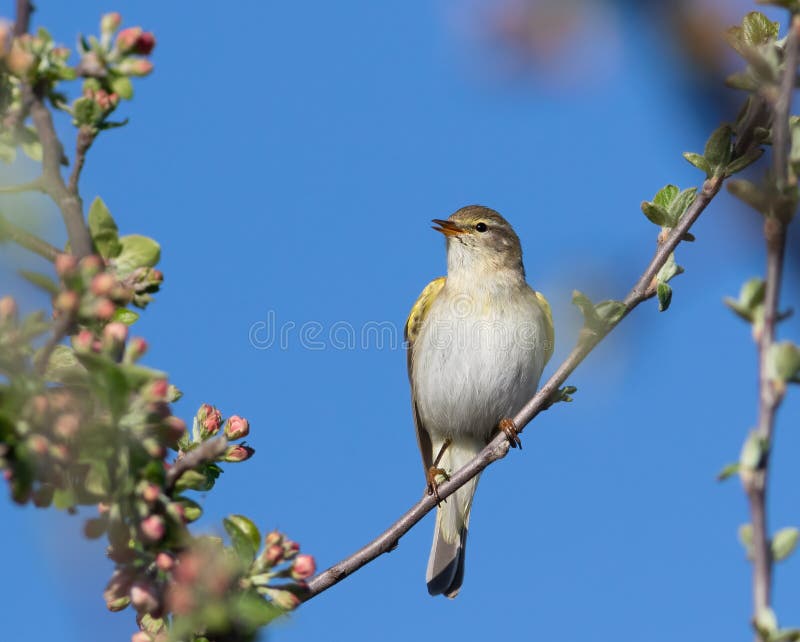 Willow Warbler, Phylloscopus Trochilus. Spring Morning, a Bird Sings ...