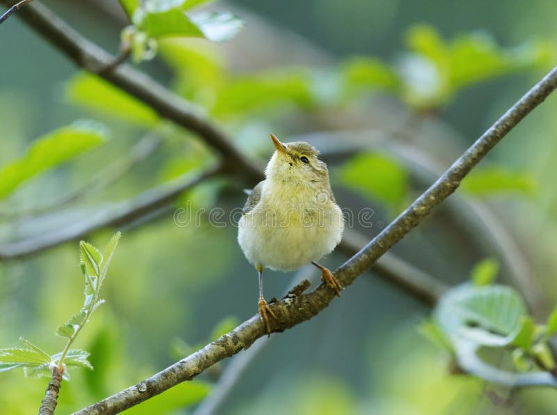 Willow Warbler Phylloscopus Trochilus In A Tree Looking For Food Stock Image Image Of