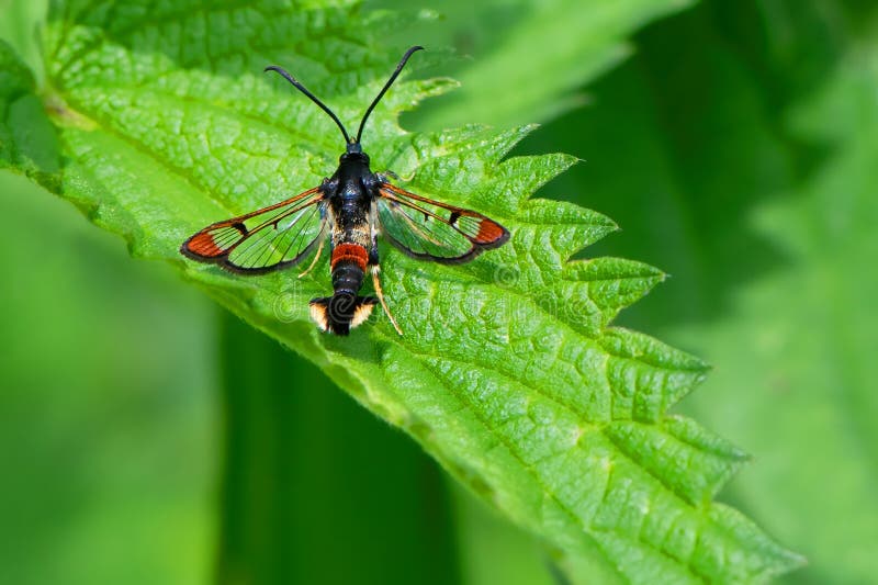 Willow Wasp Butterfly on a Leaf Stock Image - Image of lepidoptera ...